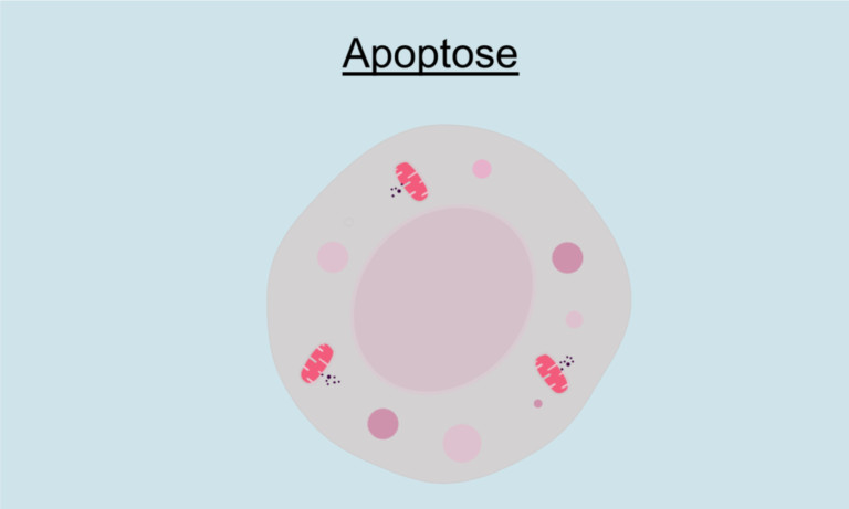 Comprendre l'apoptose : phénomène de mort cellulaire programmée